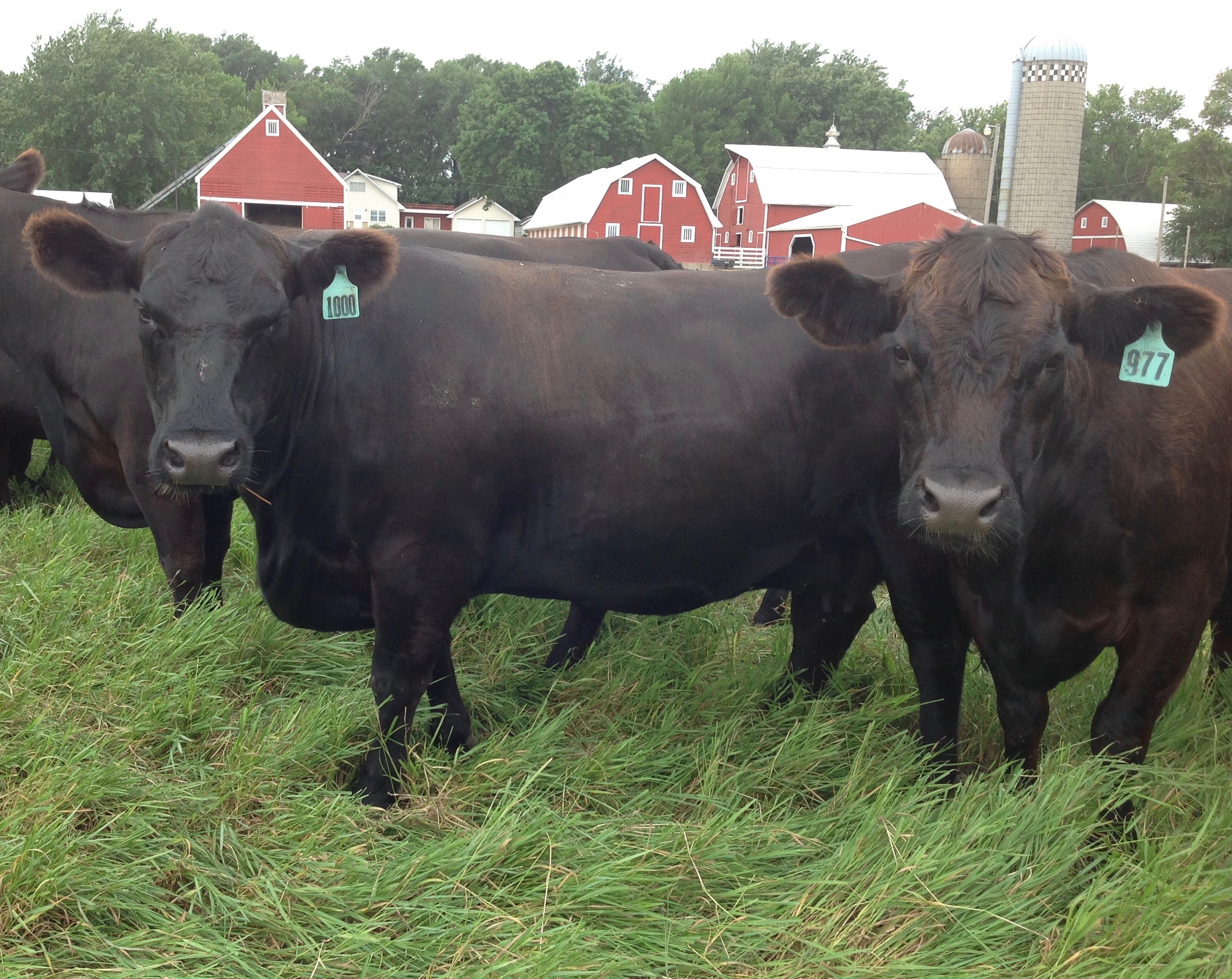 About Us – Pleasant Pastures Beef