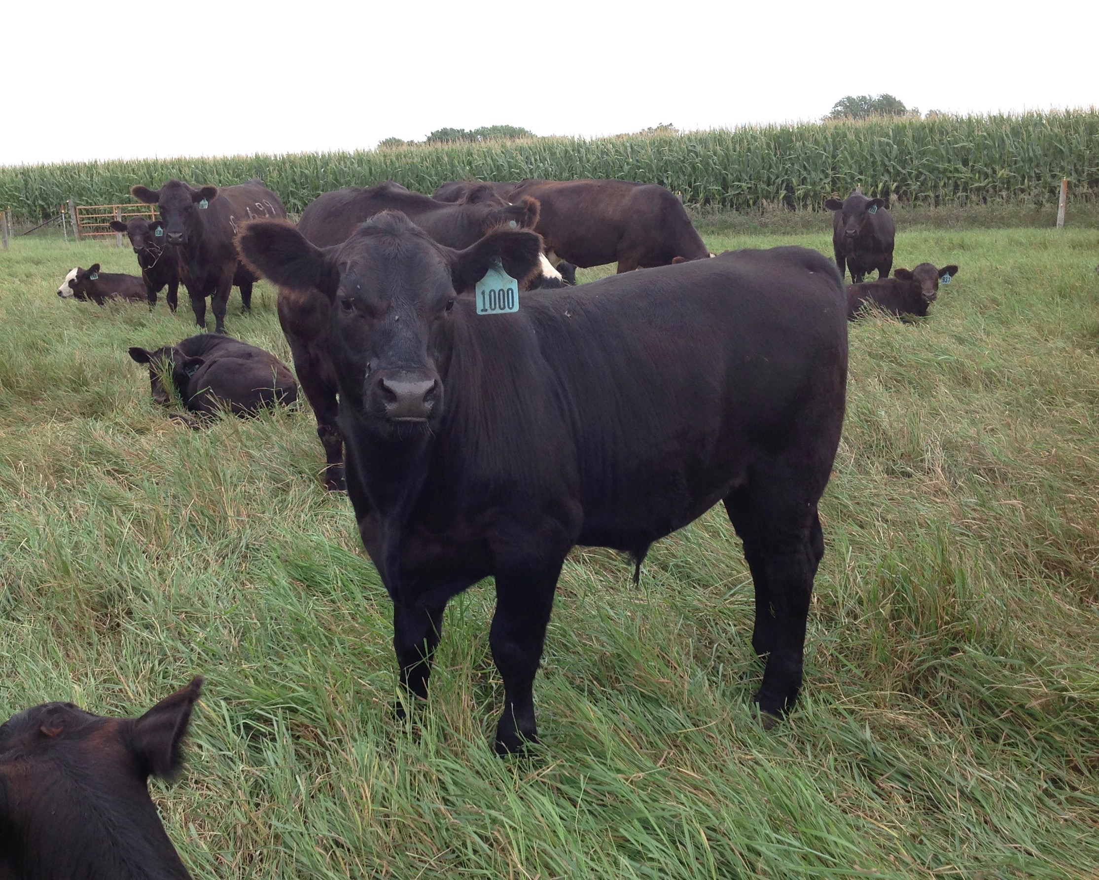 Contact – Pleasant Pastures Beef