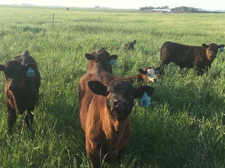 About Us – Pleasant Pastures Beef